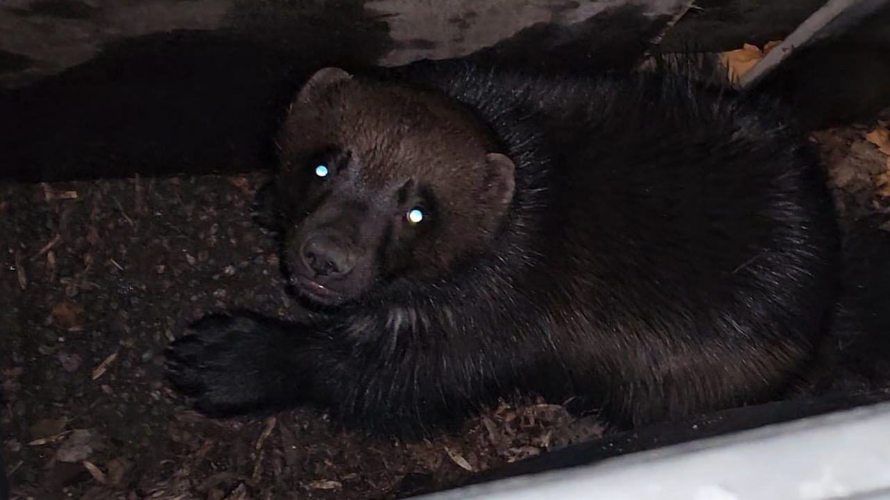 Ahman etsinnät keskeytetty Turun keskustassa | MTV Uutiset