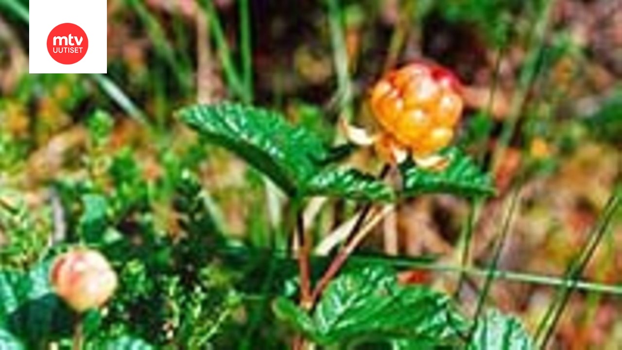 Itsepölyttävää hillaa kehitellään | MTV Uutiset