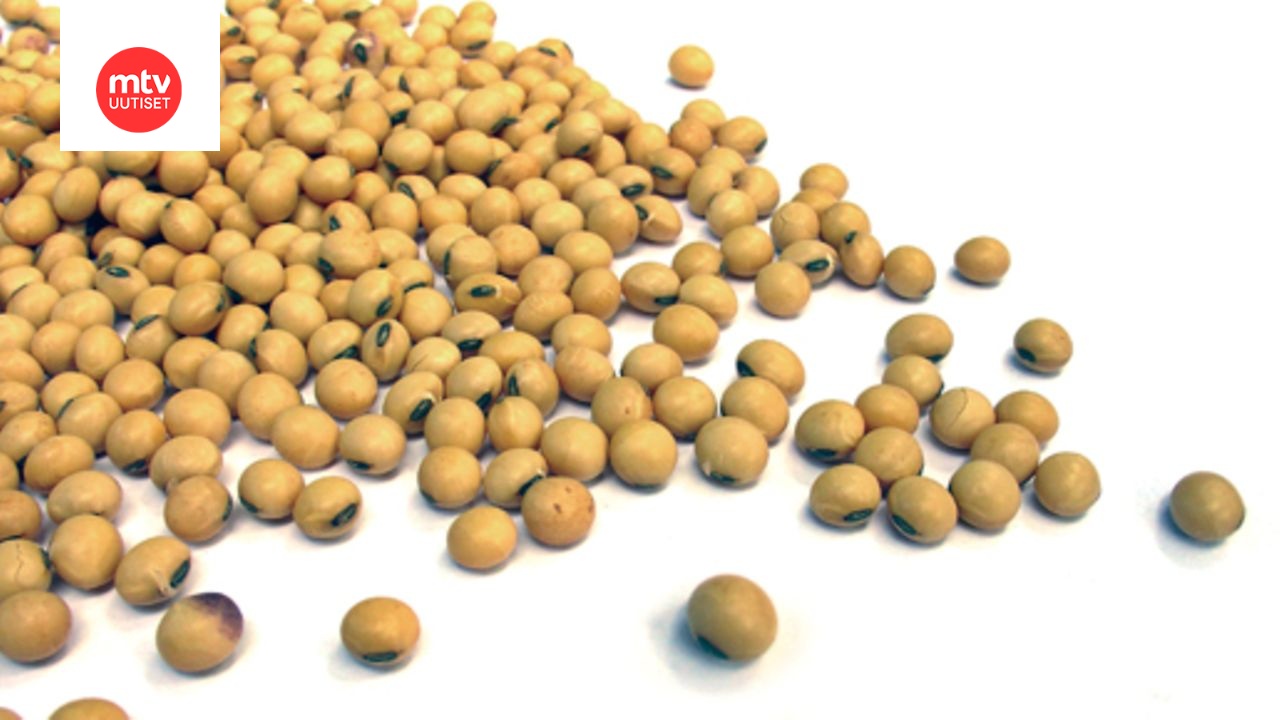 Säännöllinen soijan syönti pienentää rintasyöpäriskiä | MTV Uutiset