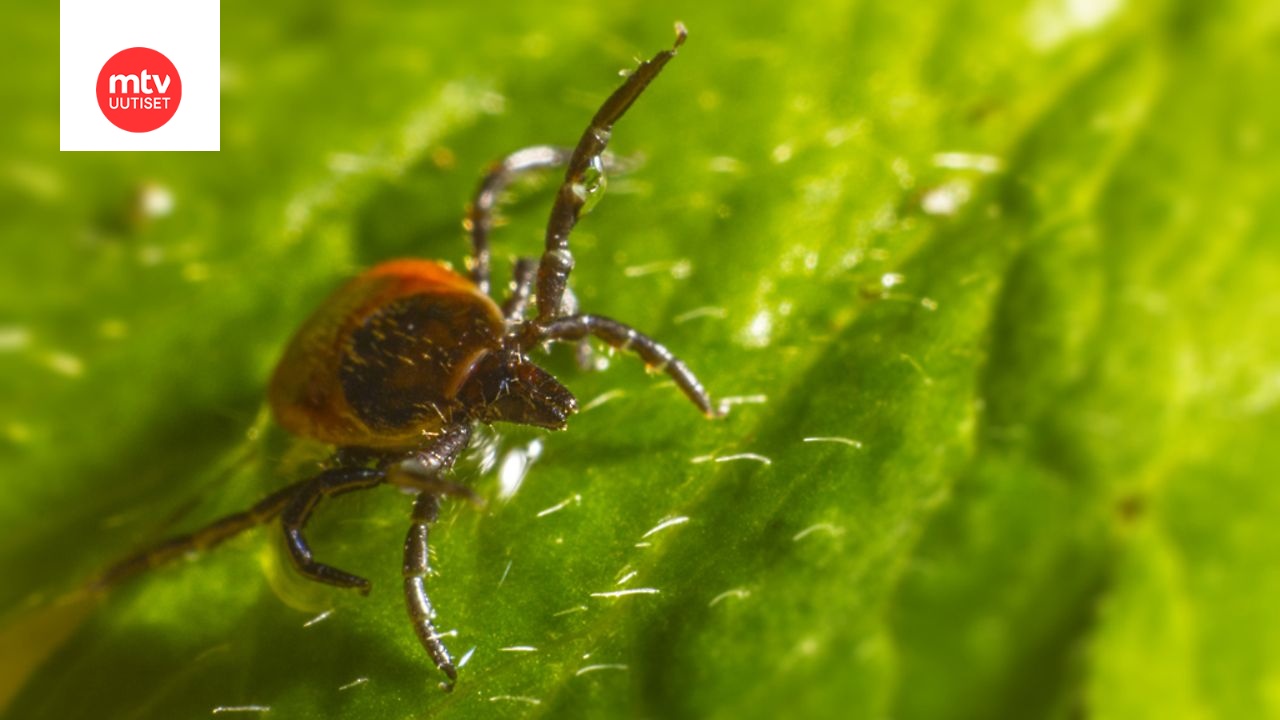 Tunnista punkin purema ja hoida sitä oikein | MTV Uutiset