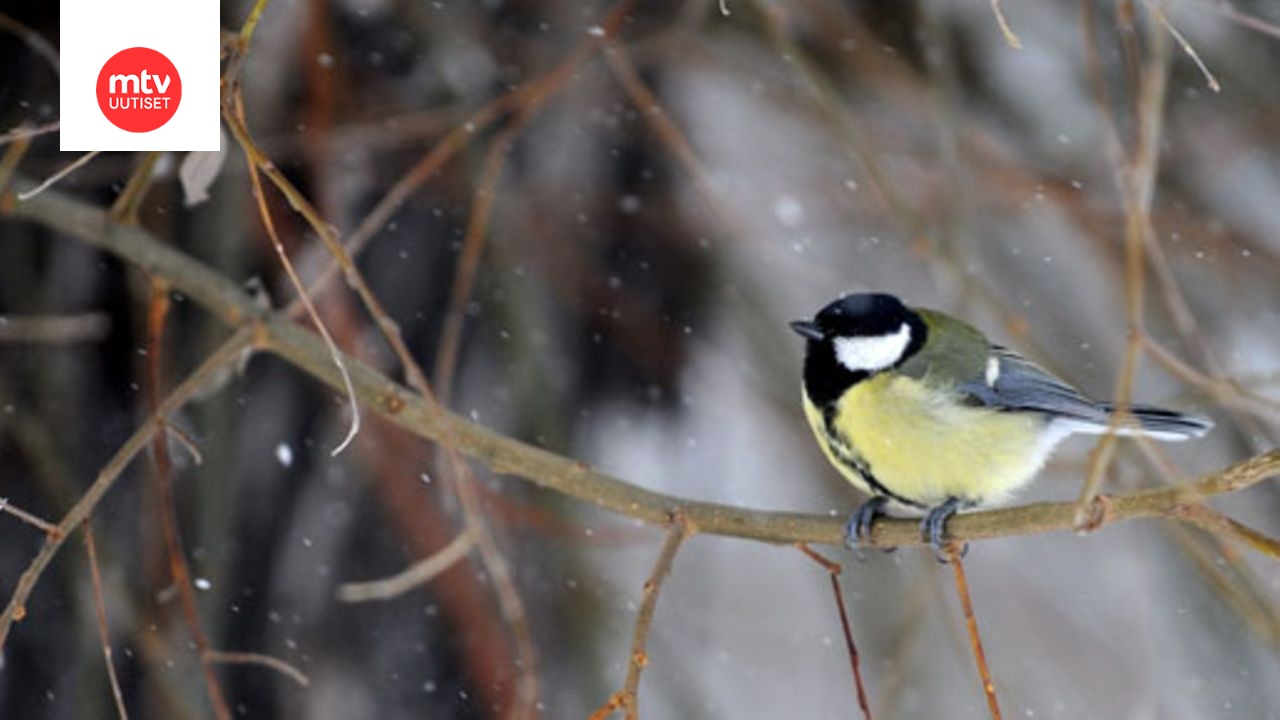 Pelasta pikkulinnut pakkaselta | MTV Uutiset