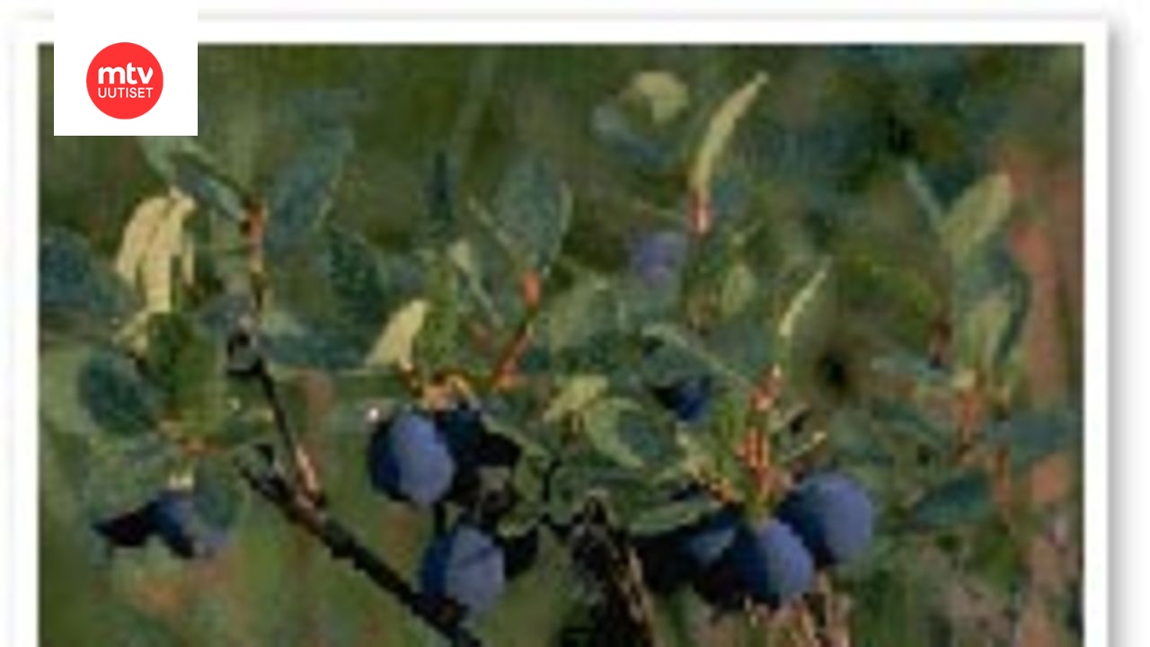 Juolukka, lampaankääpä ja kuusenkerkkä maustavat vuotta 2001 | MTV Uutiset