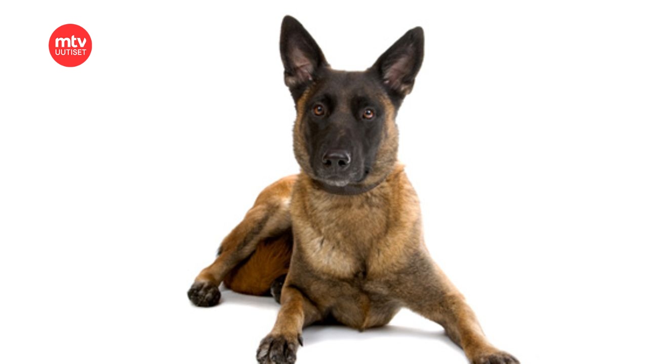 Rotuesittelyssä: Belgianpaimenkoira | MTV Uutiset