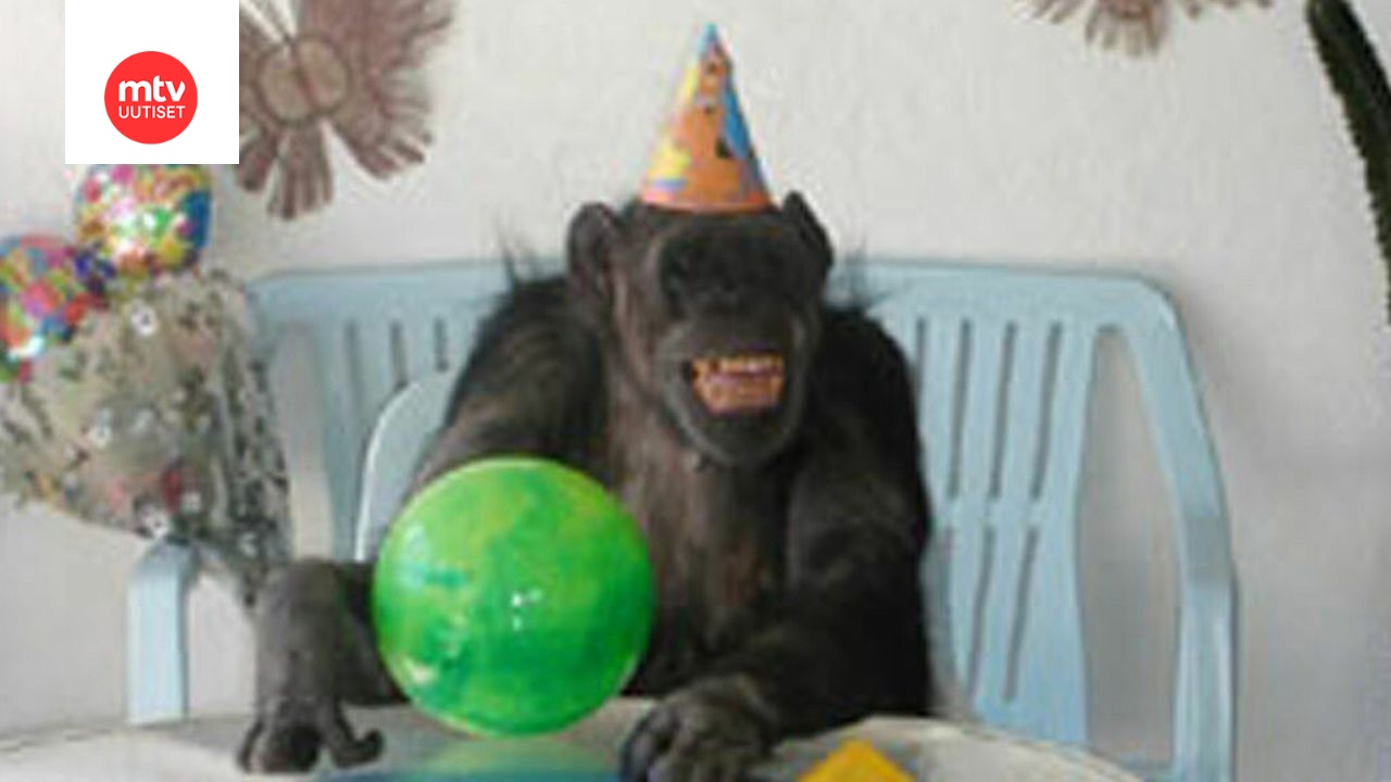 Tarzan-filmien simpanssi Cheetah kuoli | MTV Uutiset