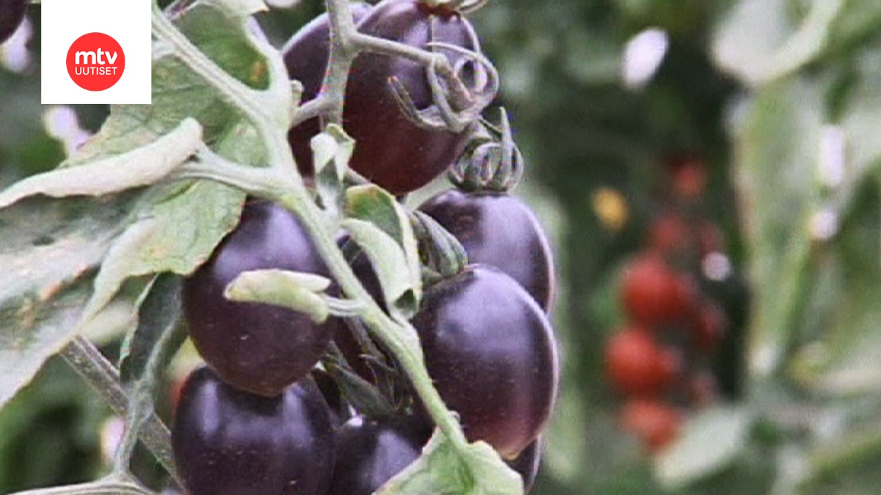 Näyttää luumulta, maistuu tomaatilta | MTV Uutiset