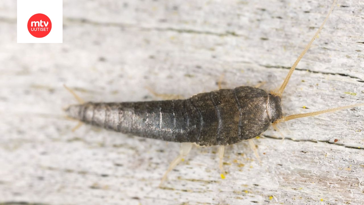 Asuuko teilläkin sokeritoukkia? Anna niille lähtöpassit! | MTV Uutiset