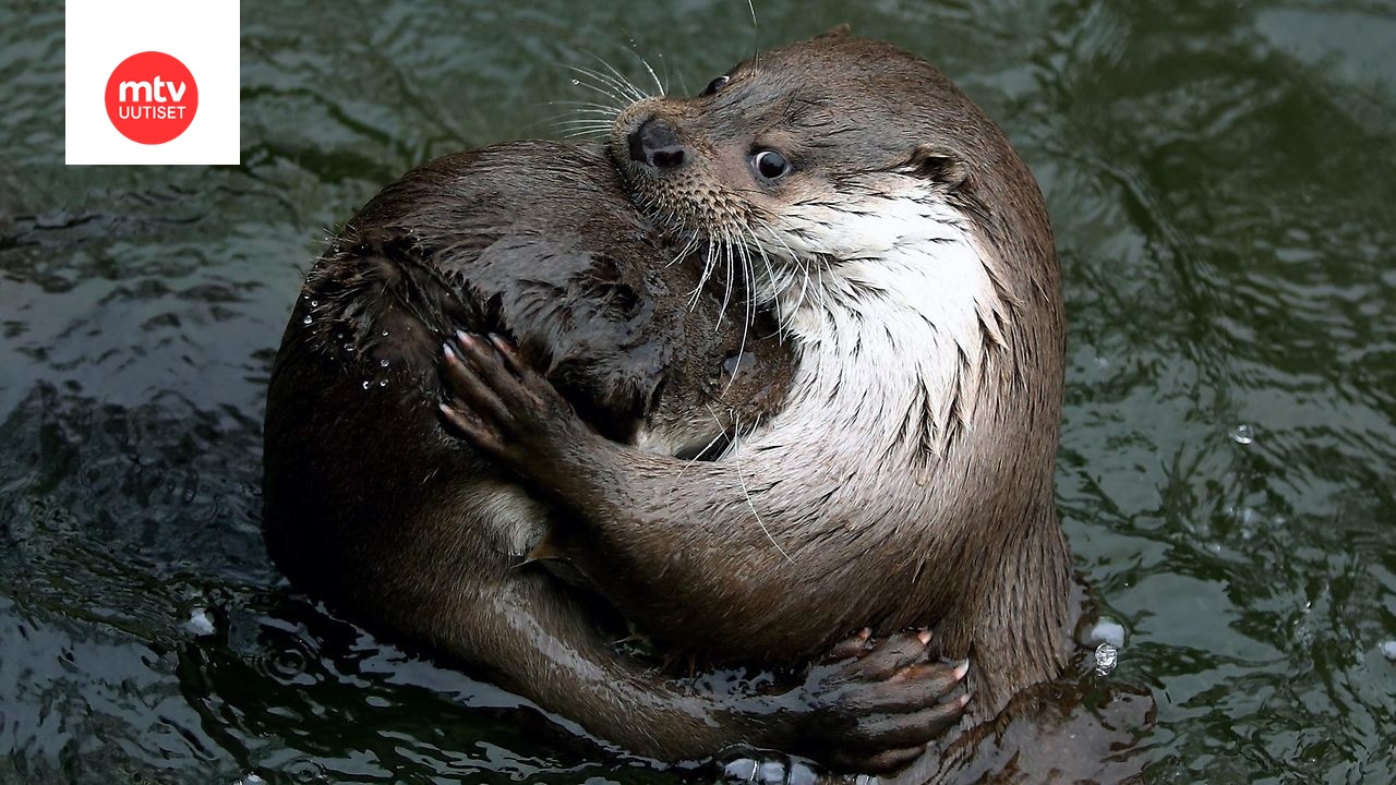 Todellista äidinrakkautta: Saukko sai poikasensa takaisin eikä ...