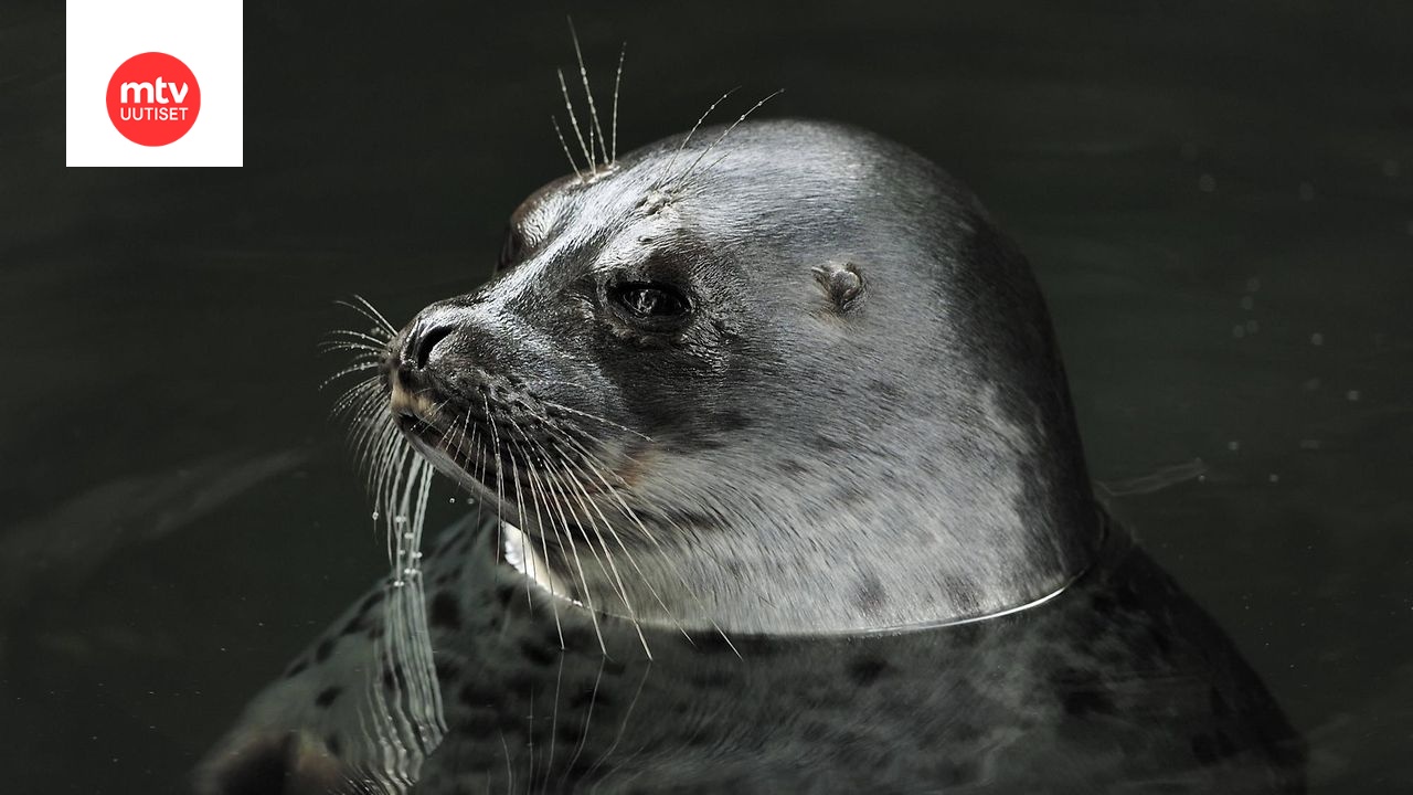 Norppalive on jälleen täällä! | MTV Uutiset