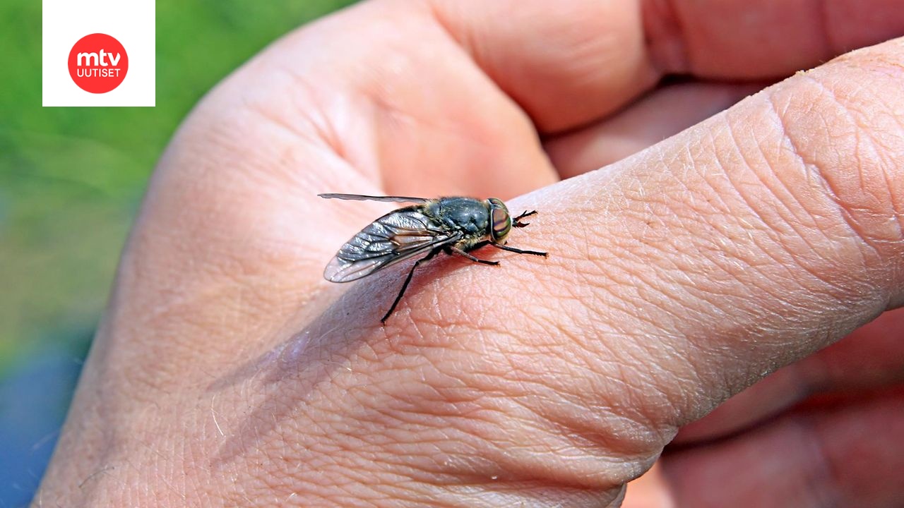 Paarmat kiusaavat etenkin aurinkoisella ja lämpimällä ilmalla ...