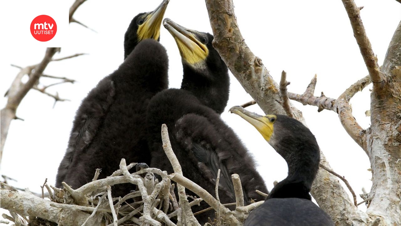 Merimetso on leviämässä Suomen pohjoisille merialueille | MTV Uutiset