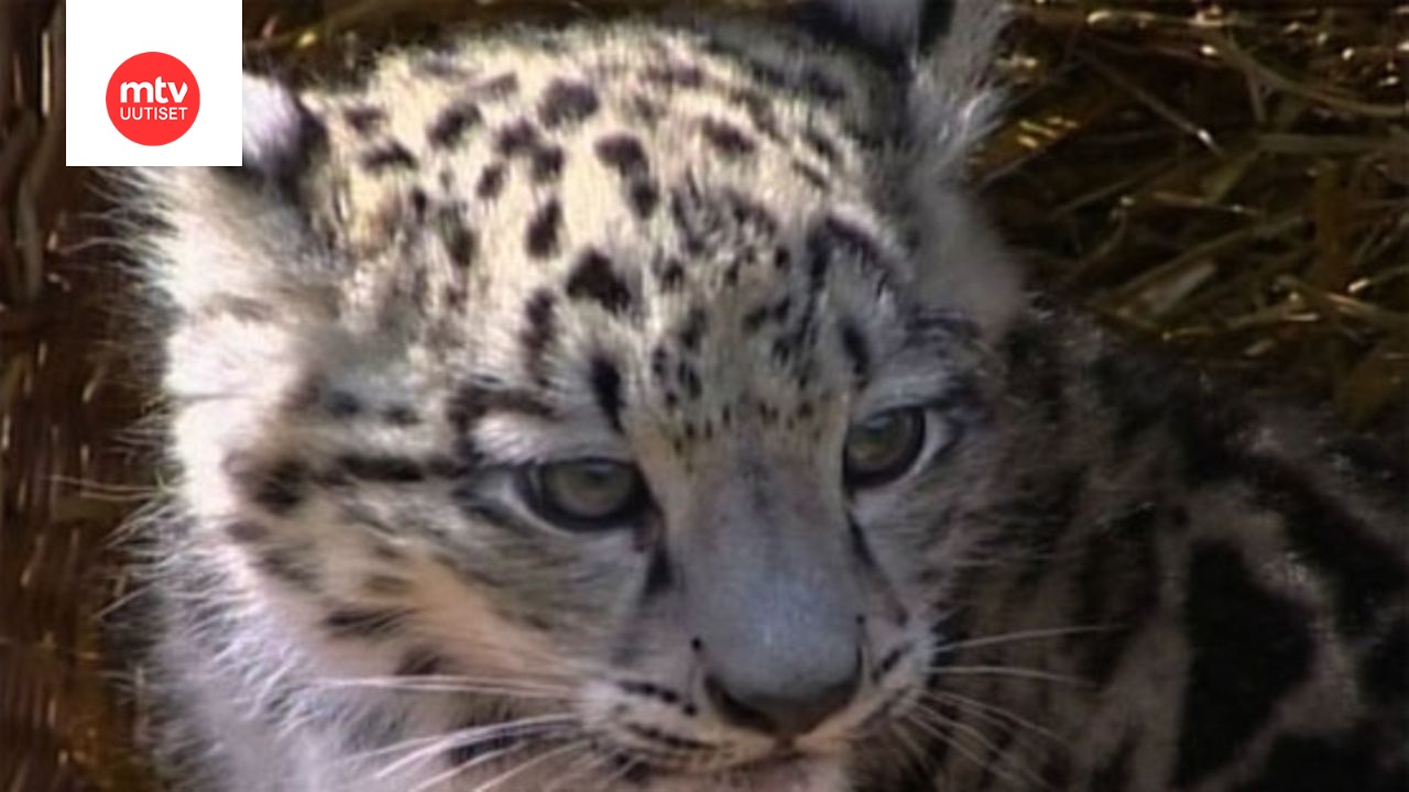 Pikkuruinen lumileopardi lumoaa Saksassa | MTV Uutiset