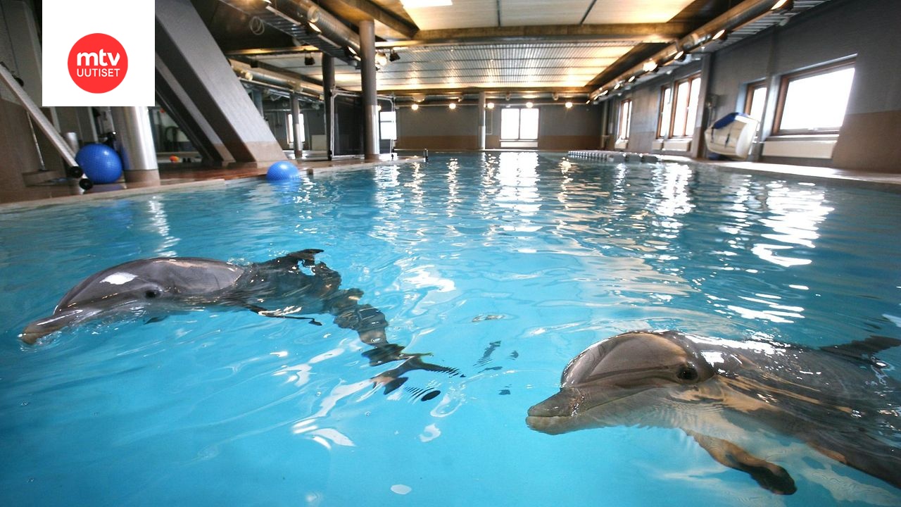 Särkänniemen delfiinien uusi sijoituspaikka kuohuttaa – eläinpuistoa ...