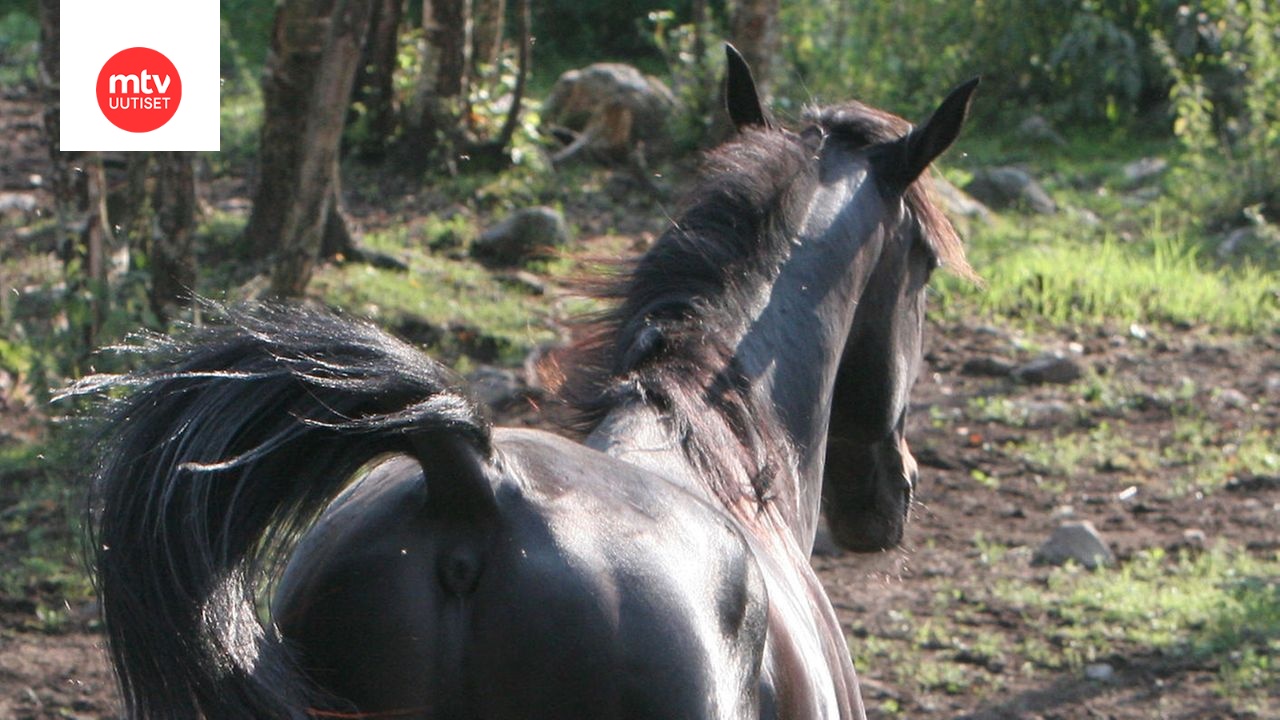 Polvisuoja putosi – Toto4-voittajan vauhti vain kiihtyi | MTV Uutiset