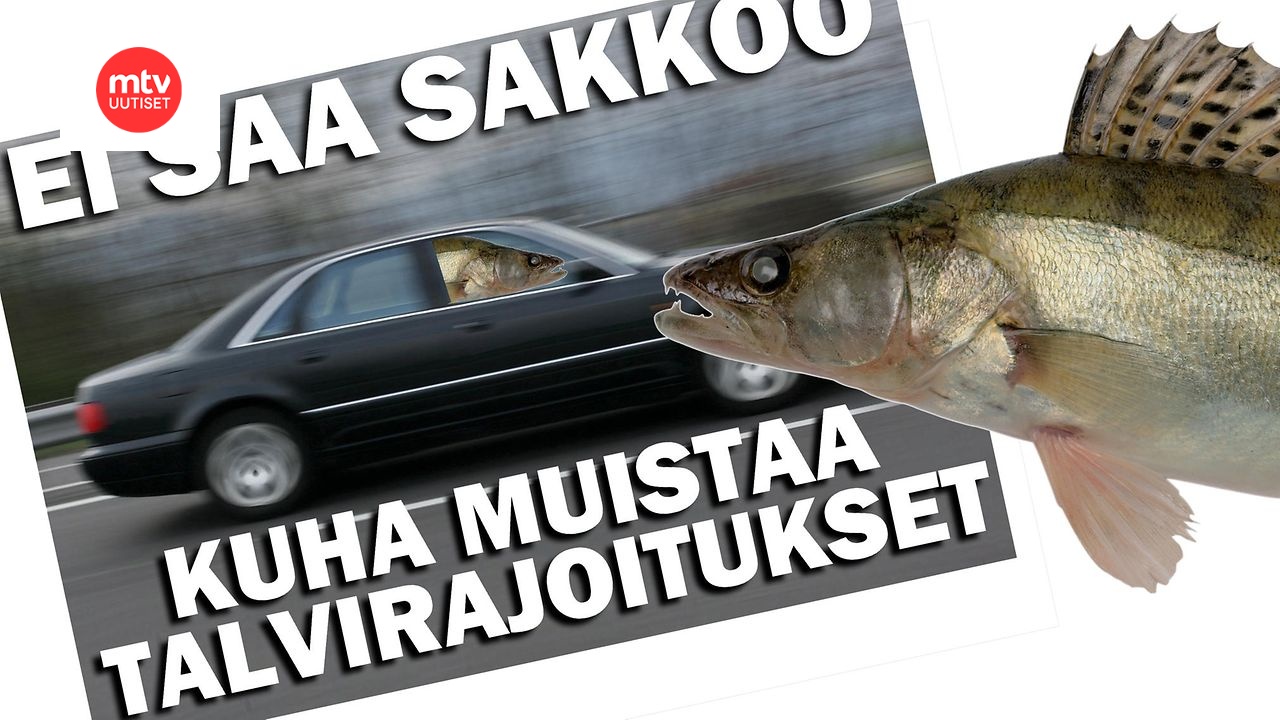 Kalakin voi olla some-ilmiö, kuhan kuvassa on kuha | MTV Uutiset