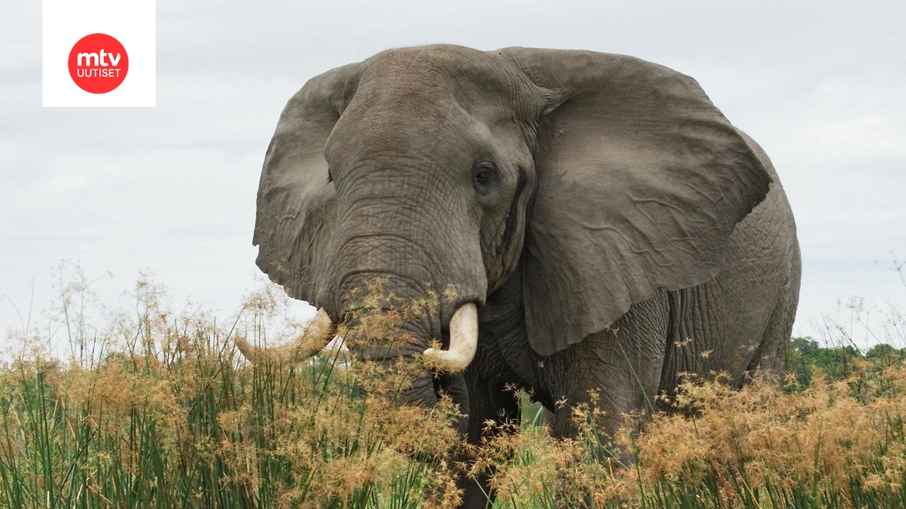 Norsujen ja sarvikuonojen määrä kutistuu yhä Afrikassa salametsästyksen ...