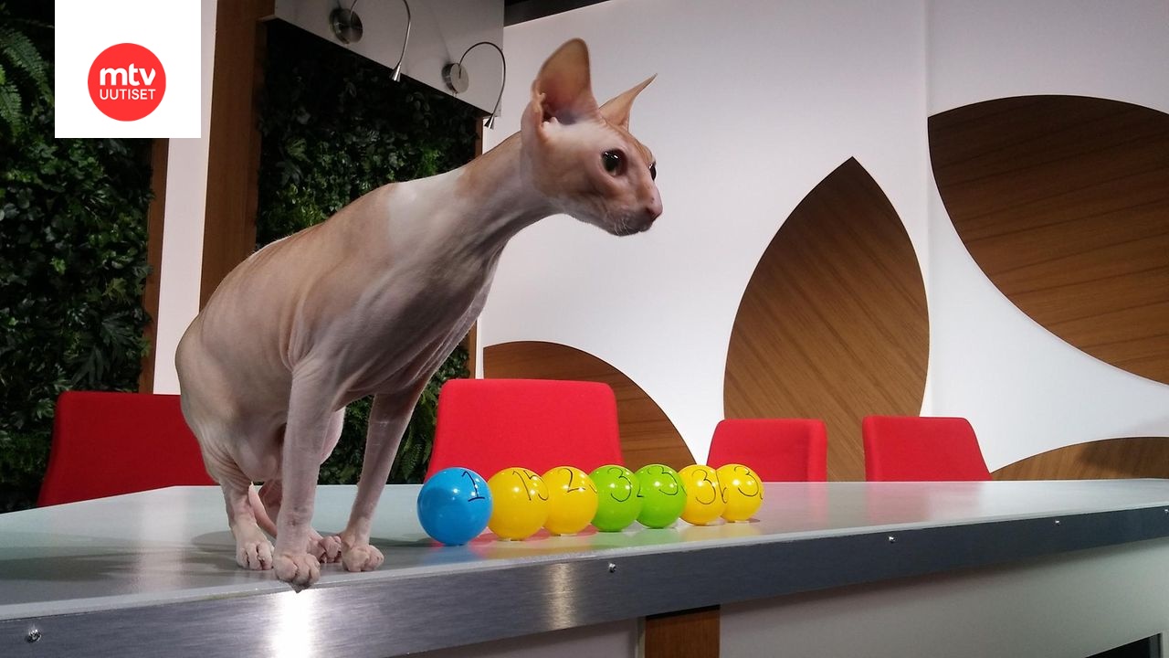 MTV Uutisten erikoisarvonta: Karvaton kissanaaras ennustaa ...