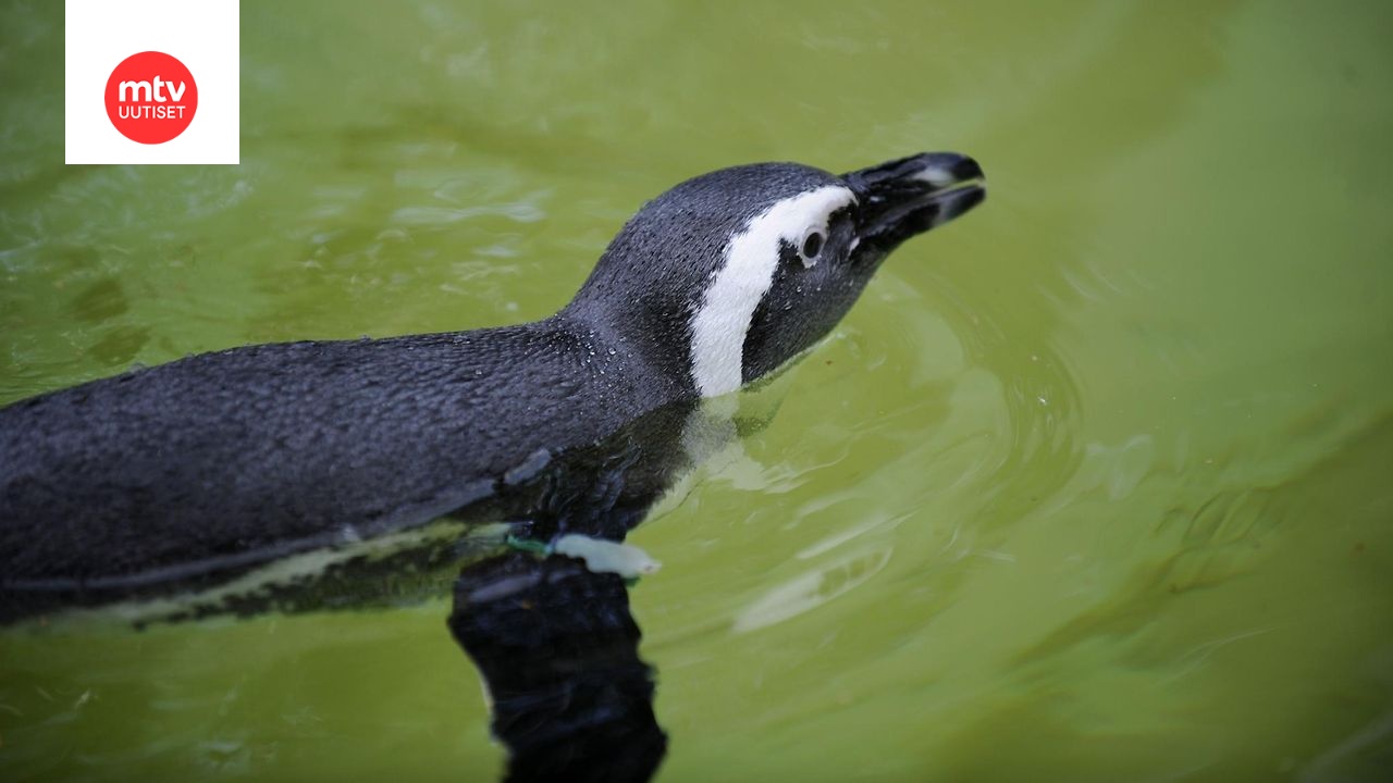 Pingviini ystävystyi kalastajan kanssa – ui vuosittain 8 000 kilometriä ...