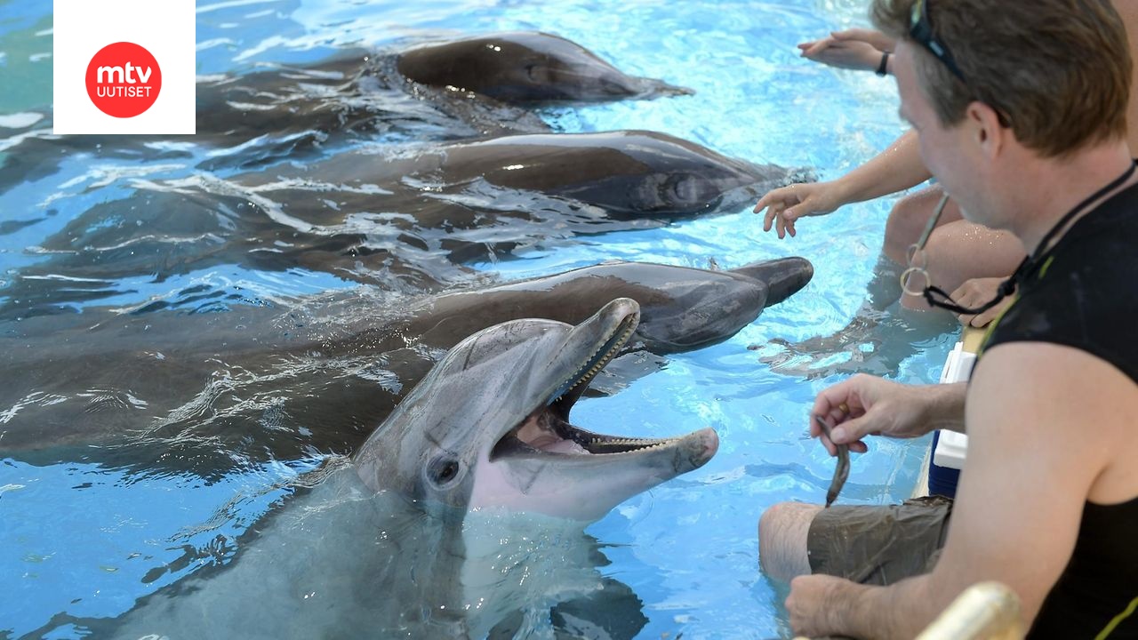 Vihreät vaatii: Delfiinien ja muiden merinisäkkäiden pito ...