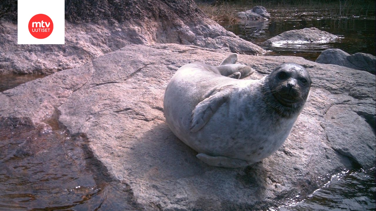 WWF:n Norppalive alkaa Saimaalta | MTV Uutiset