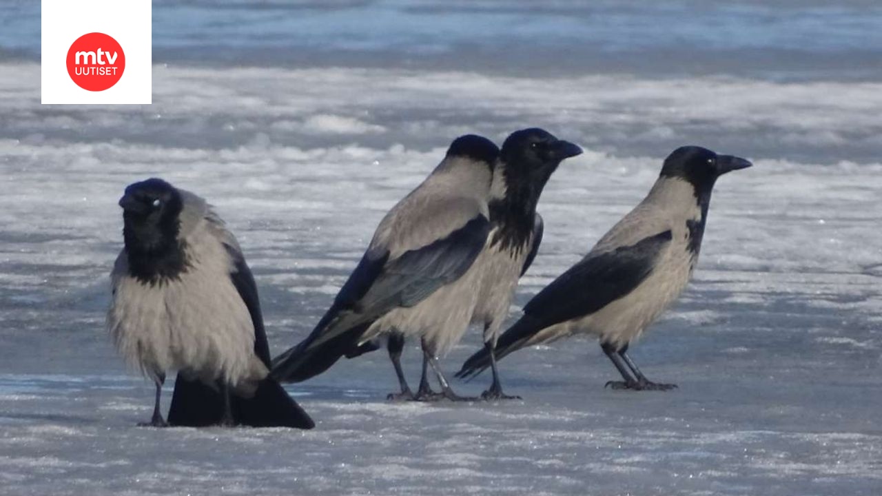 Kuva: Muistatko vielä mielensä pahoittaneen karhun? Tässä tulee ...