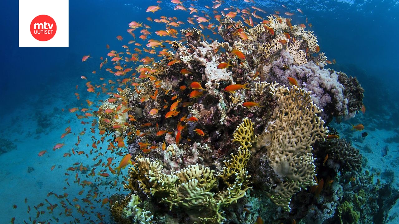 Koralliriuttoja uhkaa haalistuminen, syynä ilmastonmuutos | MTV Uutiset