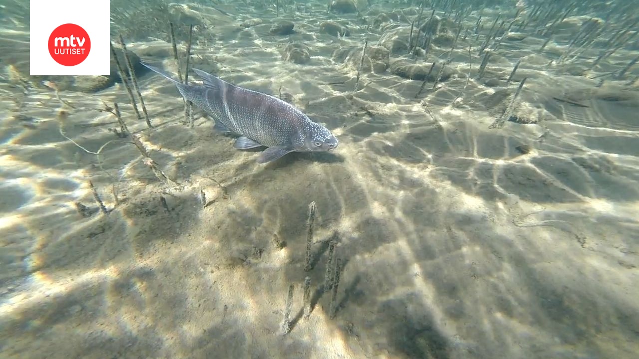 Littoistenjärven ihme puhuttaa: Uimakelvoton, haiseva ja samea vesi ...