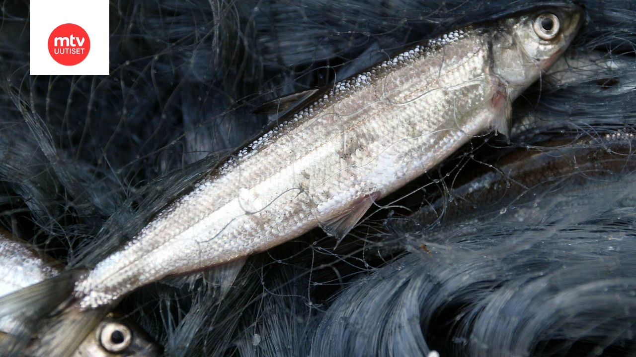 Muikku voi paritella kutujaksollaan satakin kertaa | MTV Uutiset