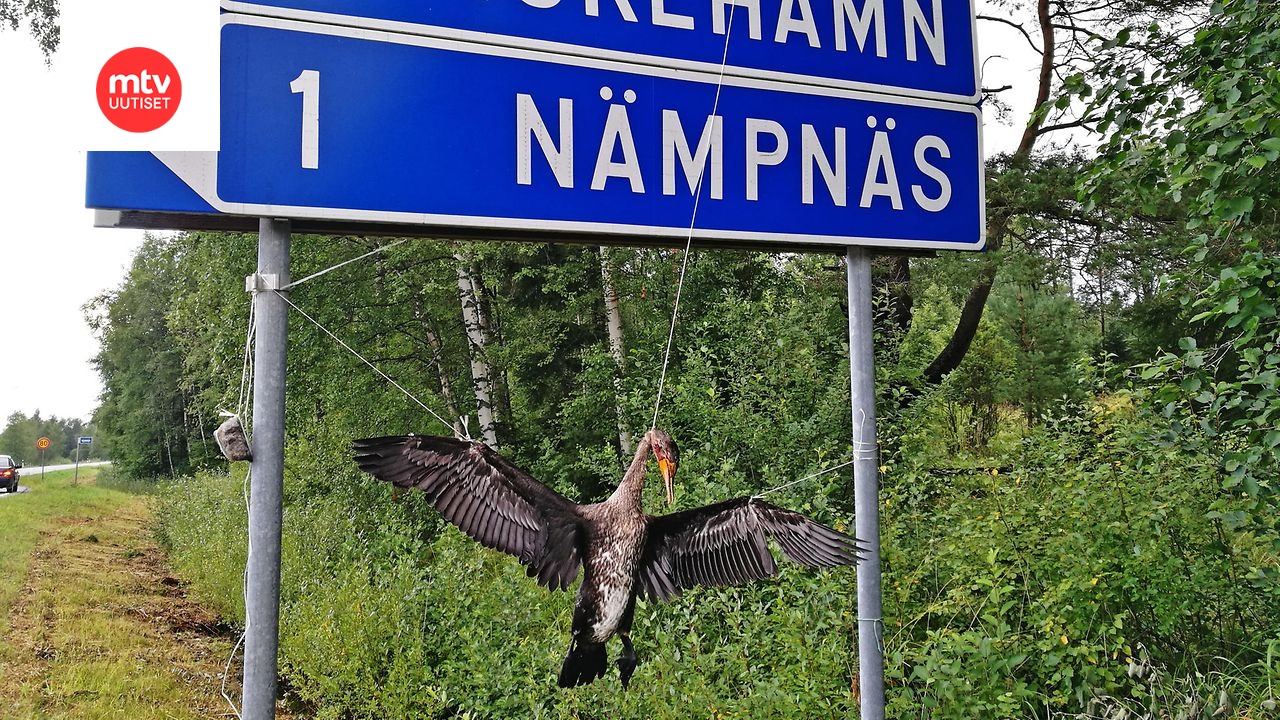 Närpiössä ristiin ripustettu merimetso oli kuollut tukehtumalla | MTV ...