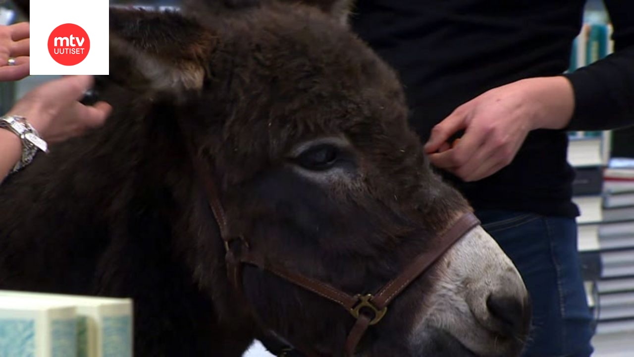 Sumu Sireeni on Suomen suosituin aasi – julkisuus oli "silkka vahinko ...