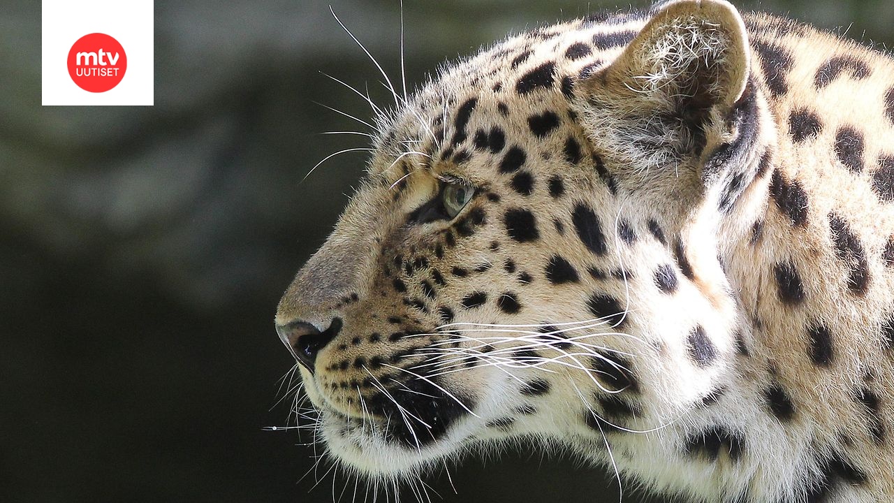 Leopardit tappoivat kolme lasta Intiassa – köyhimmät kärsivät ...