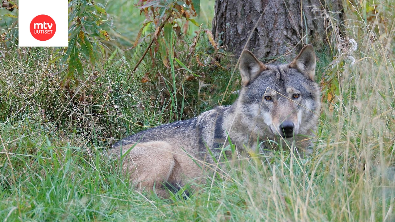 Suden suojelu lievenee EU:ssa | MTV Uutiset