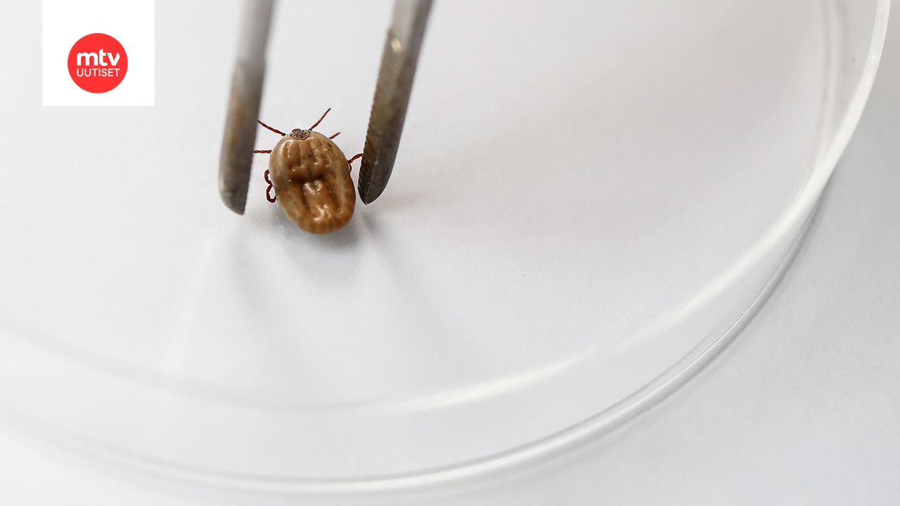 Uusi tutkimus Suomen punkeista: Joka kolmas punkki kantaa jotain tautia ...