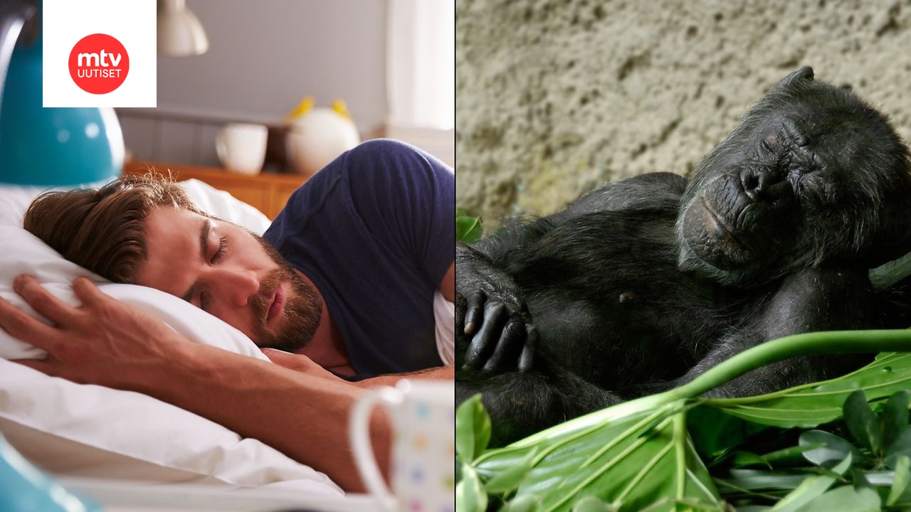 Sänkysi on likaisempi kuin simpanssin pesä – "lievästi yllättävää ...
