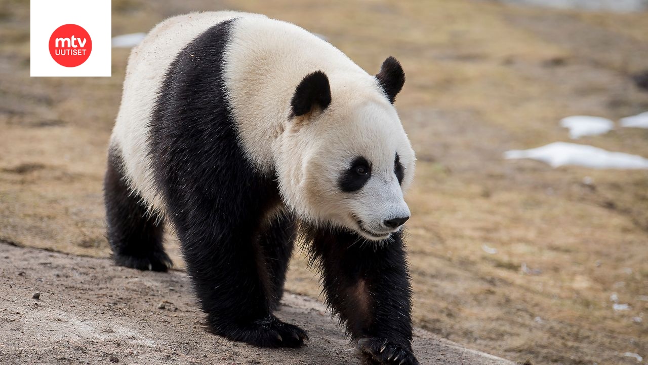 Lumi-panda teki ennustuksensa: Tämä maa voittaa jalkapallon ...