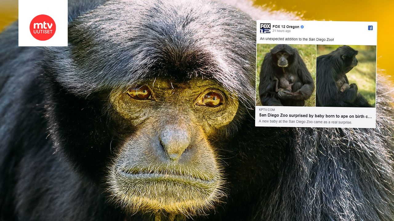 37-vuotias apina käytti ehkäisyä iloitellakseen, tuli silti raskaaksi ...