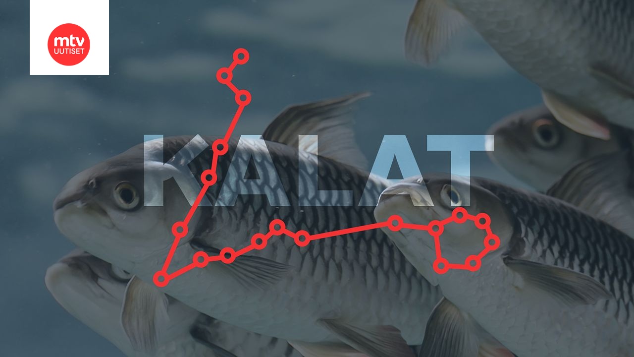 Kalojen vuosihoroskooppi 2023 | MTV Uutiset