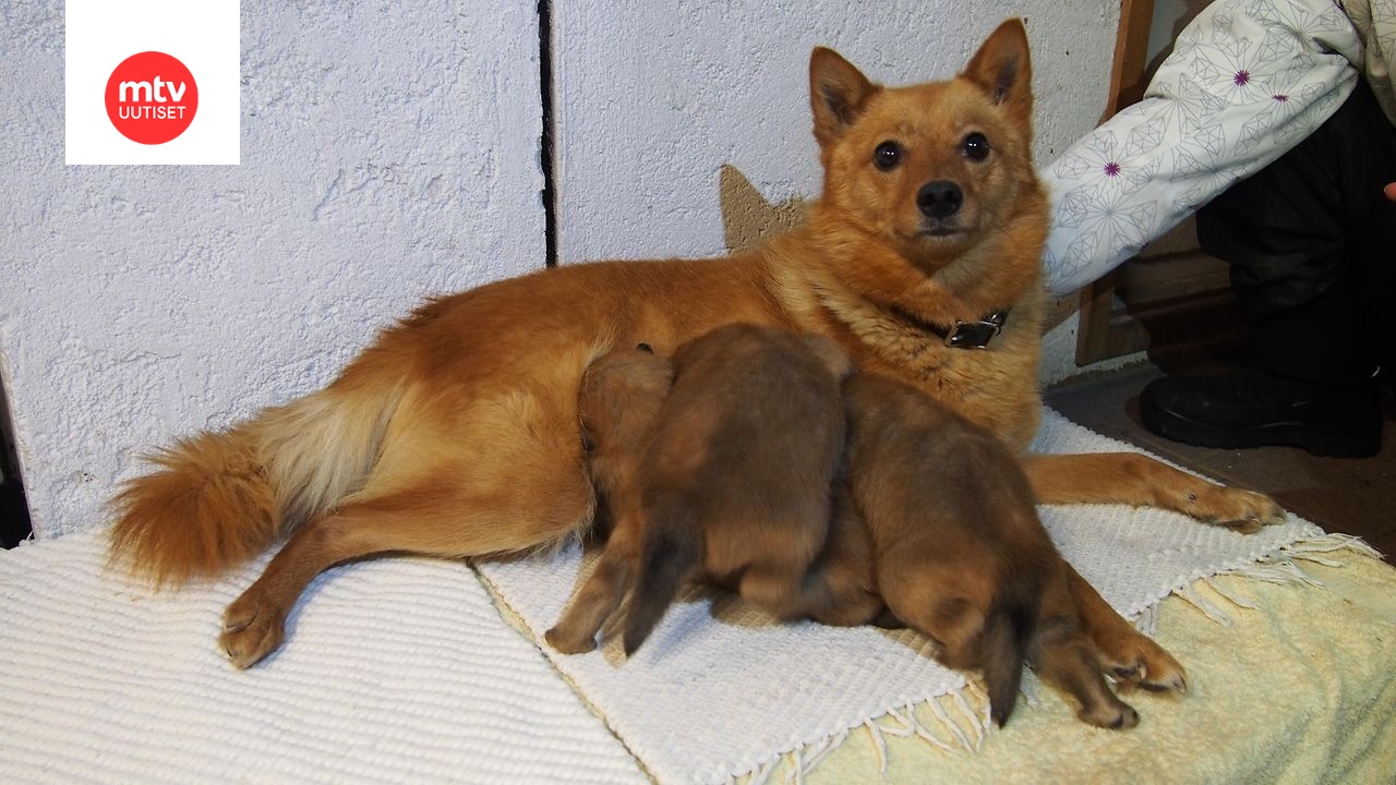 Pystykorva Piitu hoivaa hellyydellä kolmea pentuaan – lempeä emo näytti ...