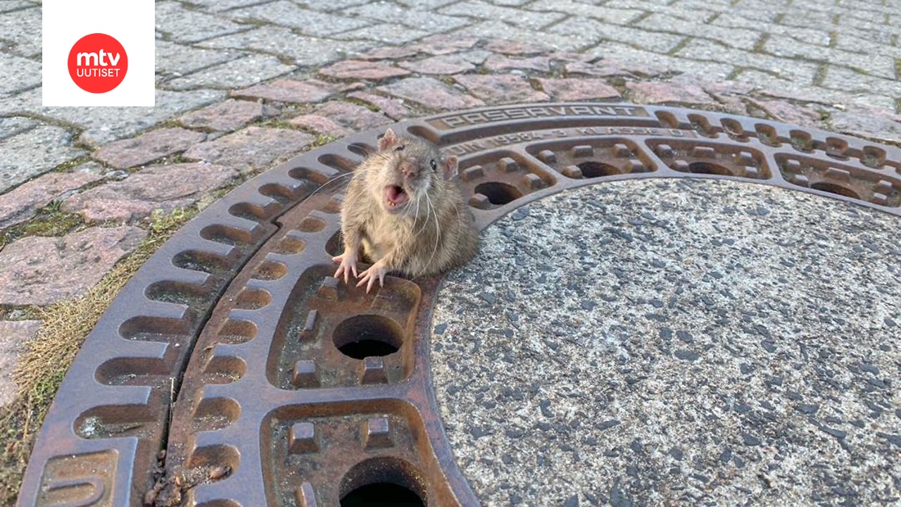 Talvikuntoon repsahtanut rotta jäi kaivonkanteen kiinni Saksassa ...