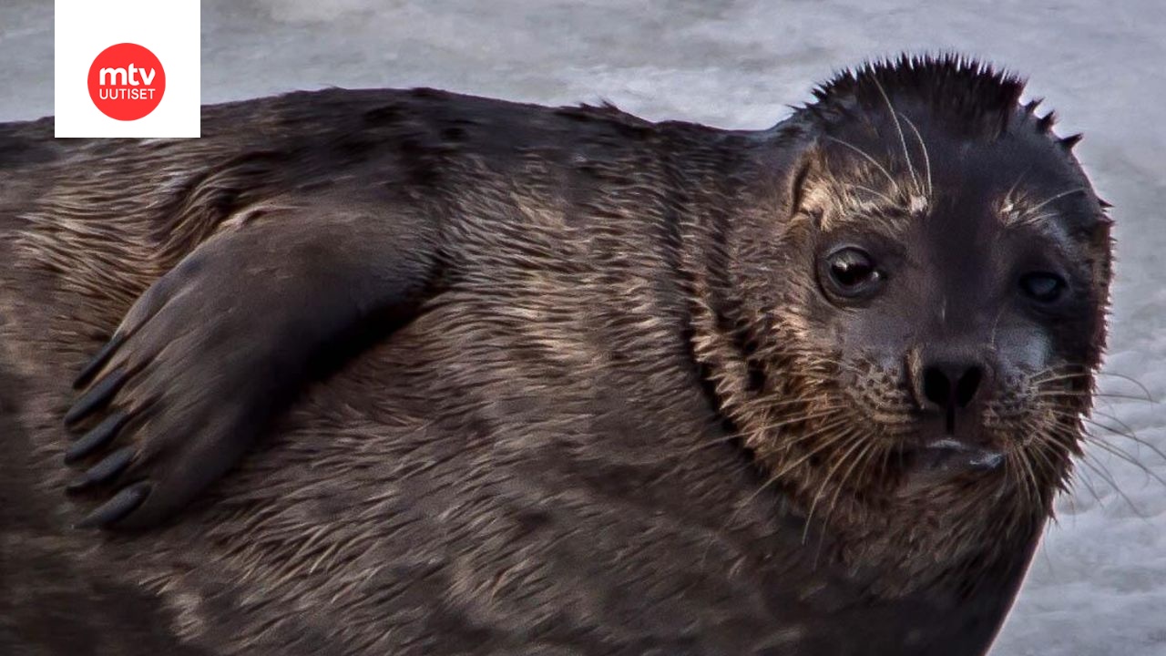 Savonlinnalainen Joni kohtasi harvinaisen näyn – kevätjäällä ...