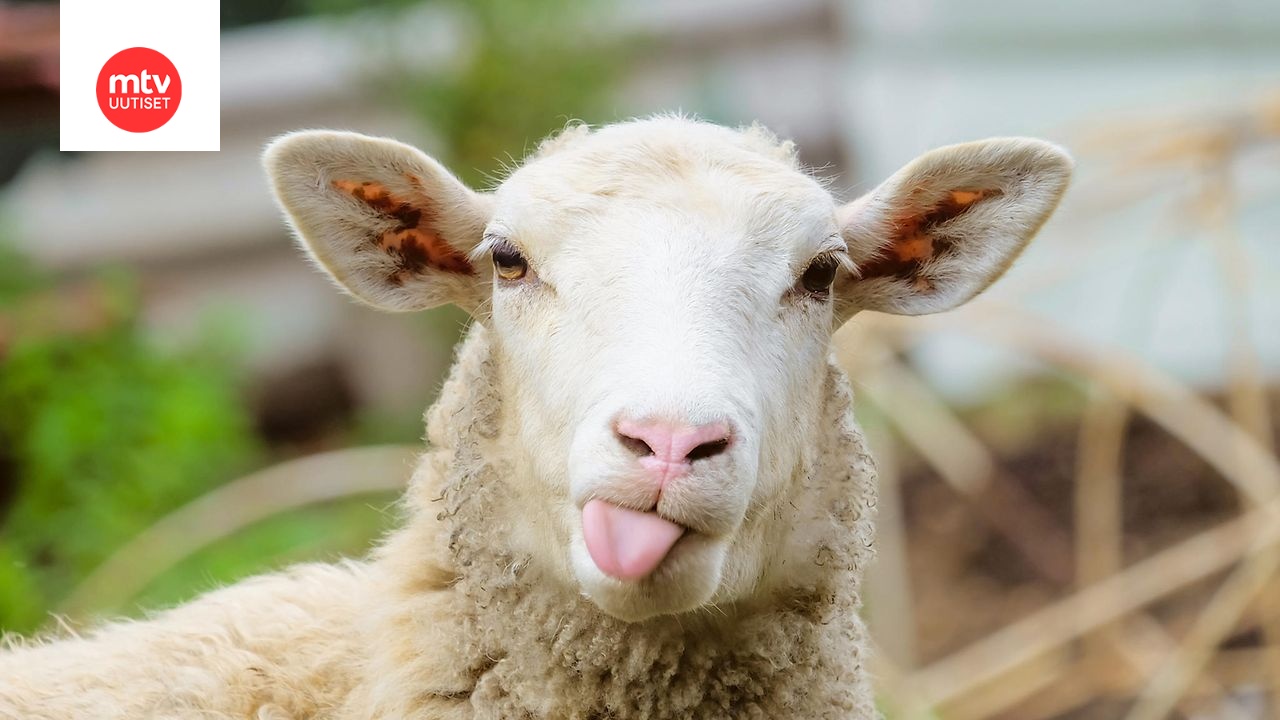 Joey-lammas näyttää yksisarviselta – mies pelasti "taruolennon" hengen ...