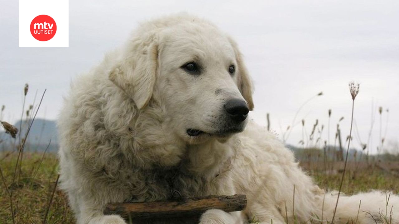 Vapaana kulkenut iso paimenkoira hyökkäsi miehen kimppuun Aurassa ...