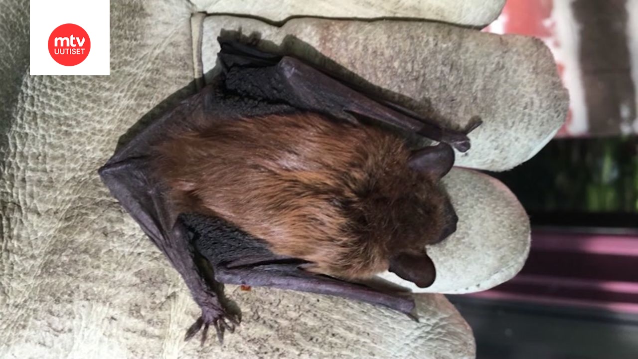 Vesikauhuinen lepakko nousi iPad-kotelosta ja puraisi, 86-vuotias mies joutui rabieshoitoihin ...