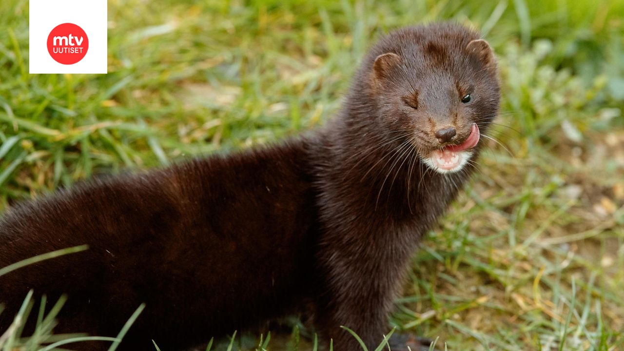 Minkki aiheutti laajan sähkökatkon Imatralla | MTV Uutiset