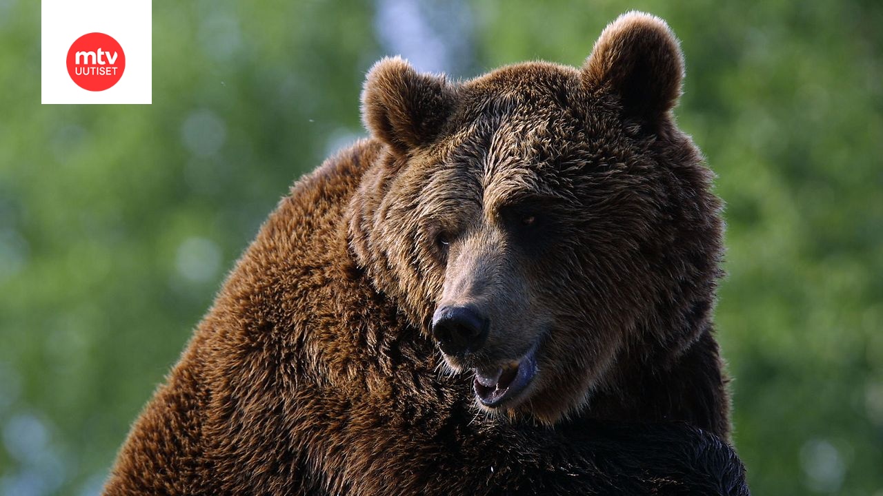 Karhu hyökkäsi metsästäjän kimppuun Ruotsissa – puri uhria päähän | MTV ...