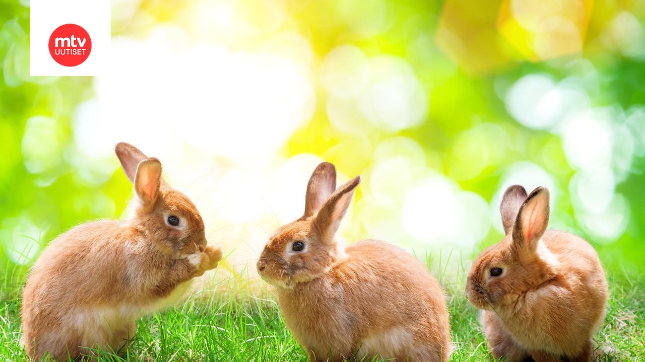 Hauska kuva-arvoitus: Keksitkö, mikä kuvan eläimistä on erilainen kuin ...