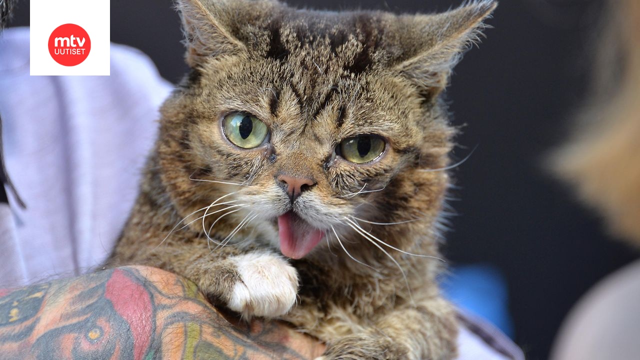 Kuuluisa somekissa Lil Bub on kuollut: "Vaikka tiesimme tämän, emme ...