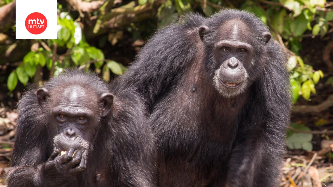 Maailmankaikkeus kuolisi ennen kuin apina kirjoittaisi Shakespearea ...