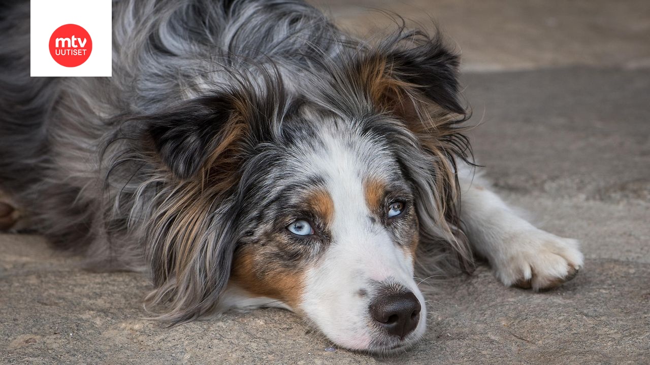 Omistaja pelkäsi pahinta, kun koira katosi eräänä iltana – todellinen ...