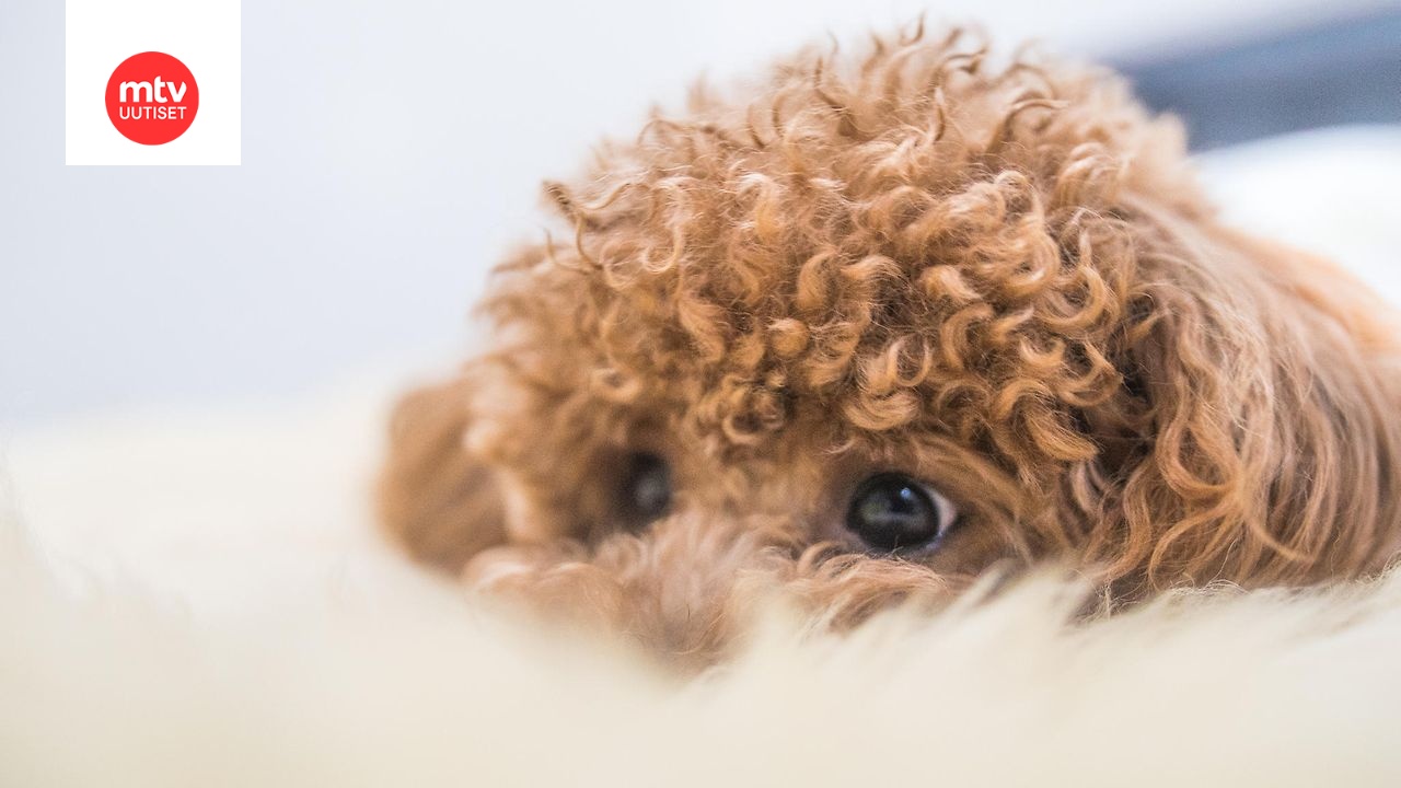 Villakoira Kokoro on valloittanut somen olemuksellaan | MTV Uutiset