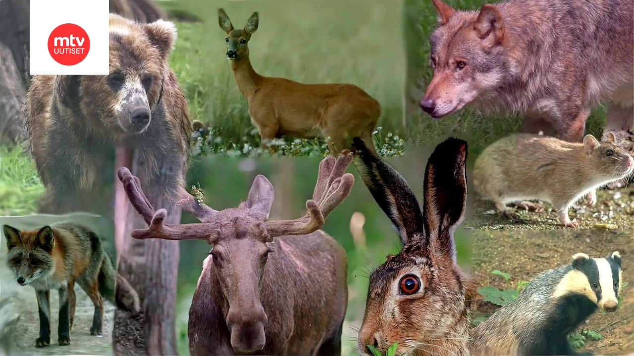 Tee kakkatesti – tunnista kahdeksan Suomen nisäkkään ulosteet! | MTV ...